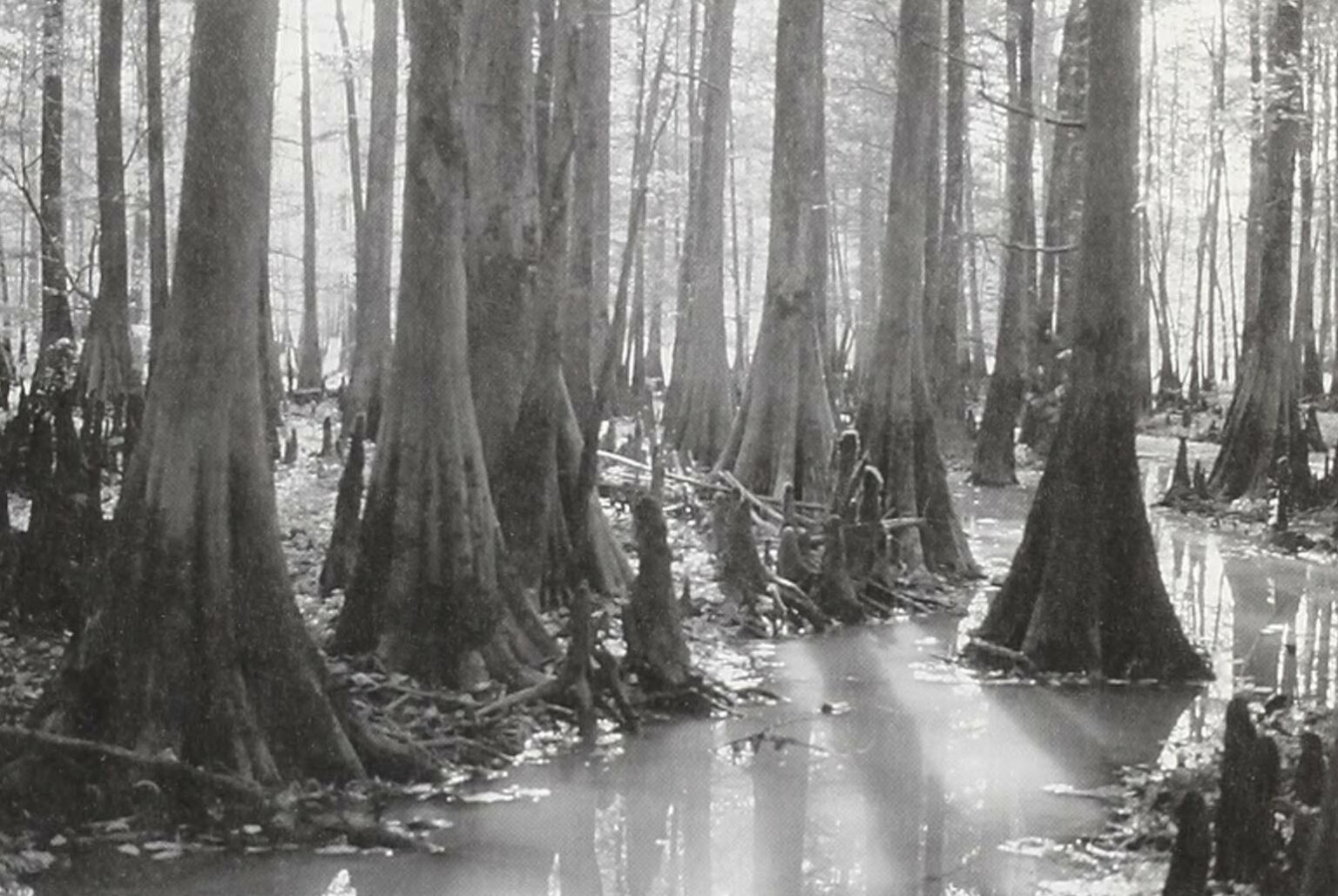 Cypress Knees: An Enduring Enigma - Arnold Arboretum