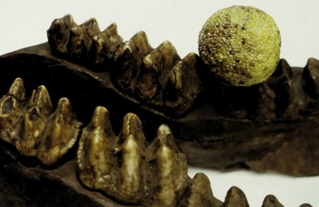 Anachronistic Fruits and the Ghosts Who Haunt Them - Arnold Arboretum