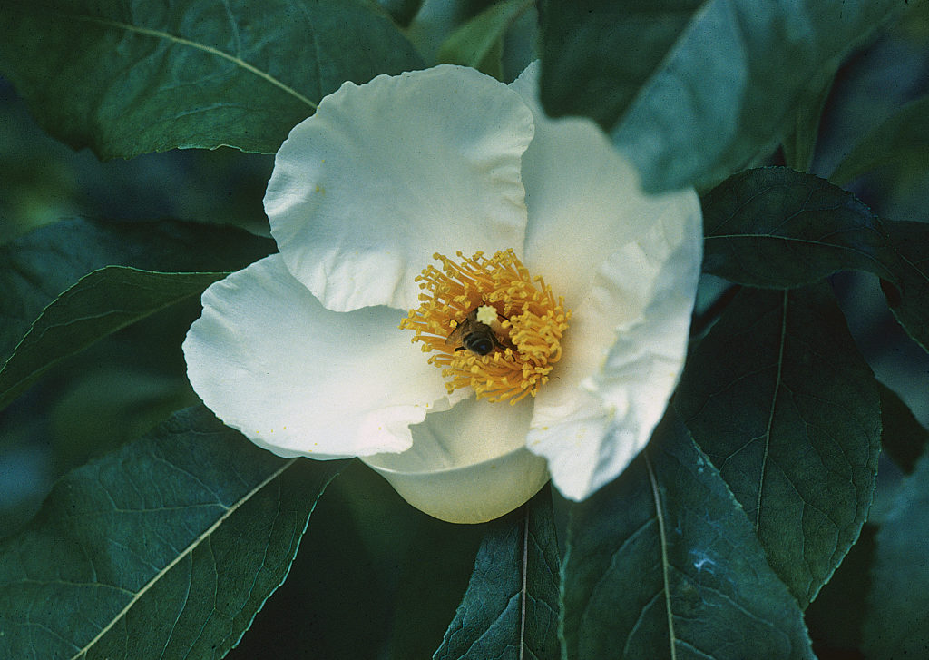 Against All Odds: Growing Franklinia in Boston - Arnold Arboretum