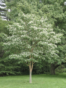 Chionanthus retusus: The Chinese Fringetree - Arnold Arboretum