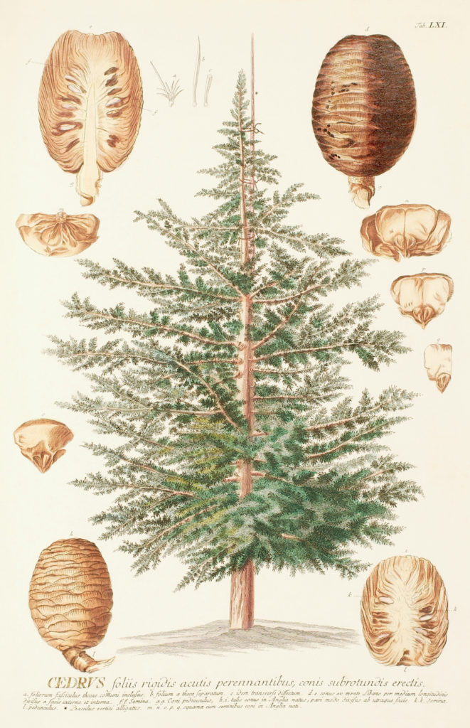 The Quest for the Hardy Cedar-of-Lebanon - Arnold Arboretum | Arnold ...