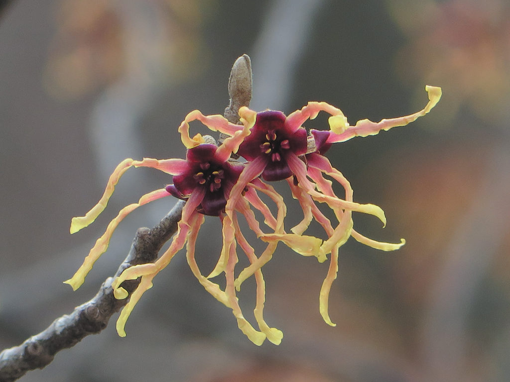 Hamamelidaceae, Part 1: Exploring the Witch-hazels of the Arnold ...