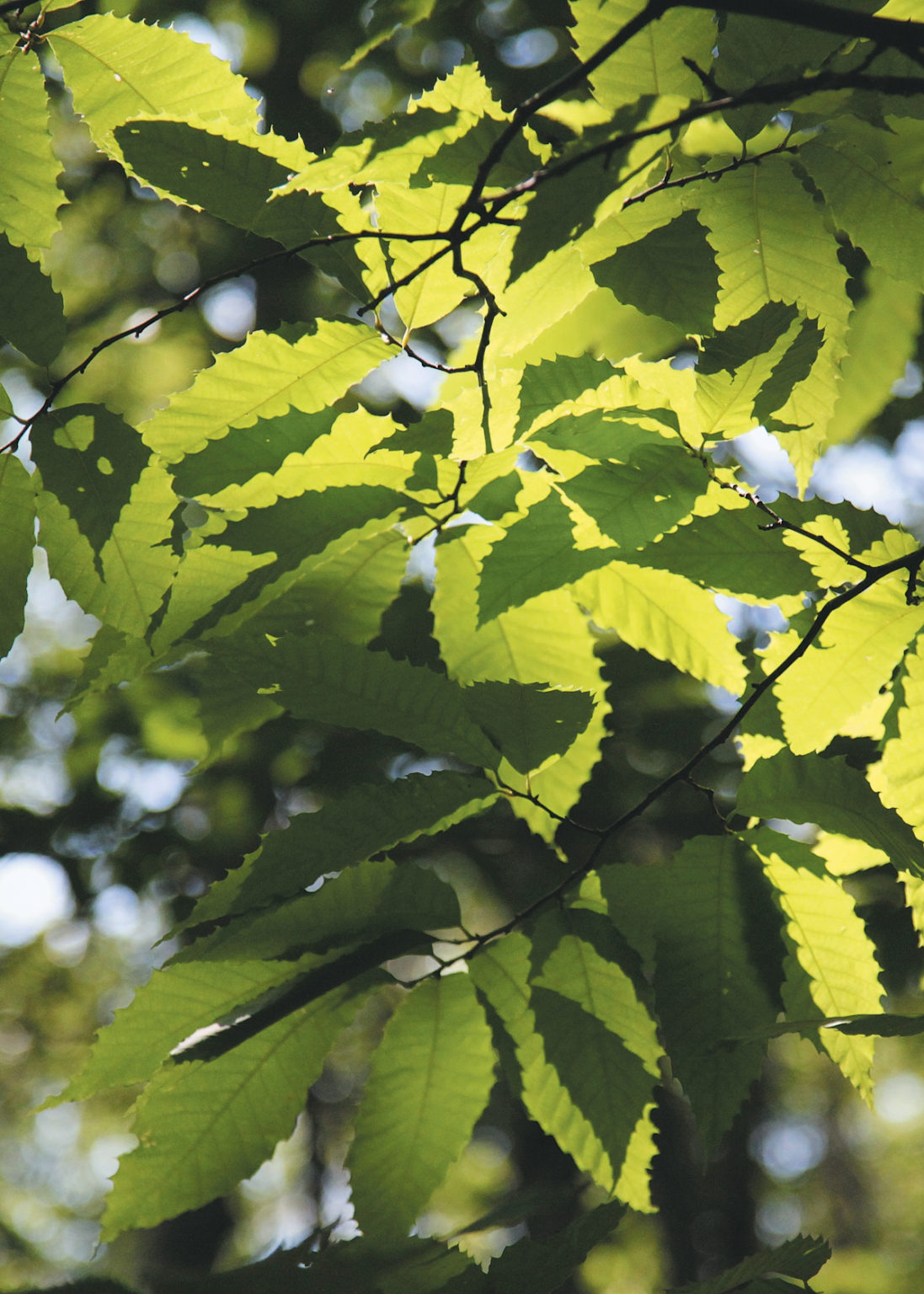 Did American Chestnut Really Dominate the Eastern Forest? - Arnold ...