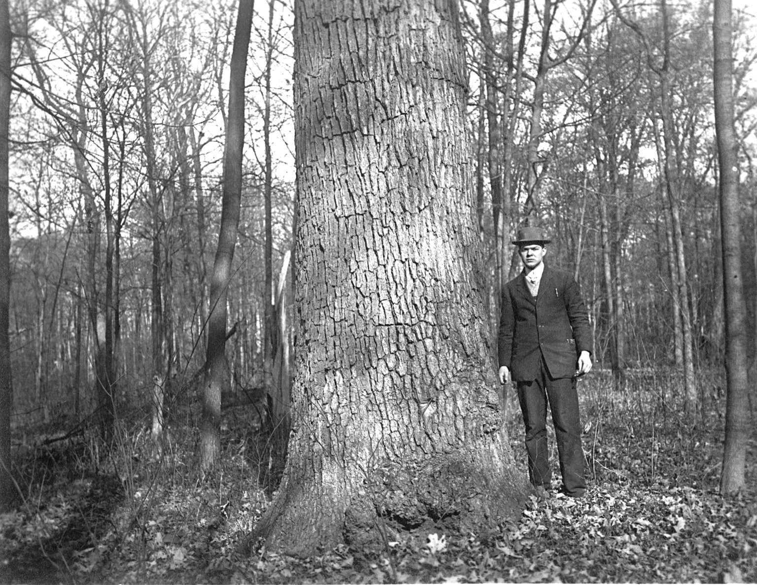 Did American Chestnut Really Dominate the Eastern Forest? - Arnold ...