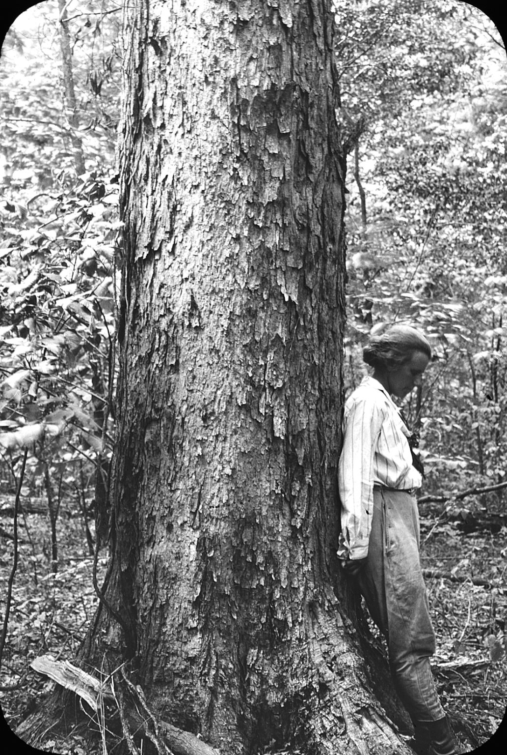 Did American Chestnut Really Dominate the Eastern Forest? - Arnold ...