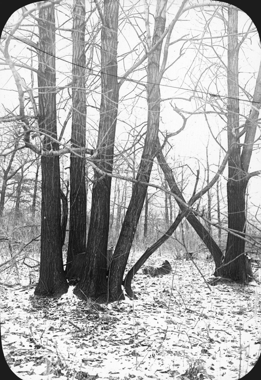 Did American Chestnut Really Dominate the Eastern Forest? - Arnold ...