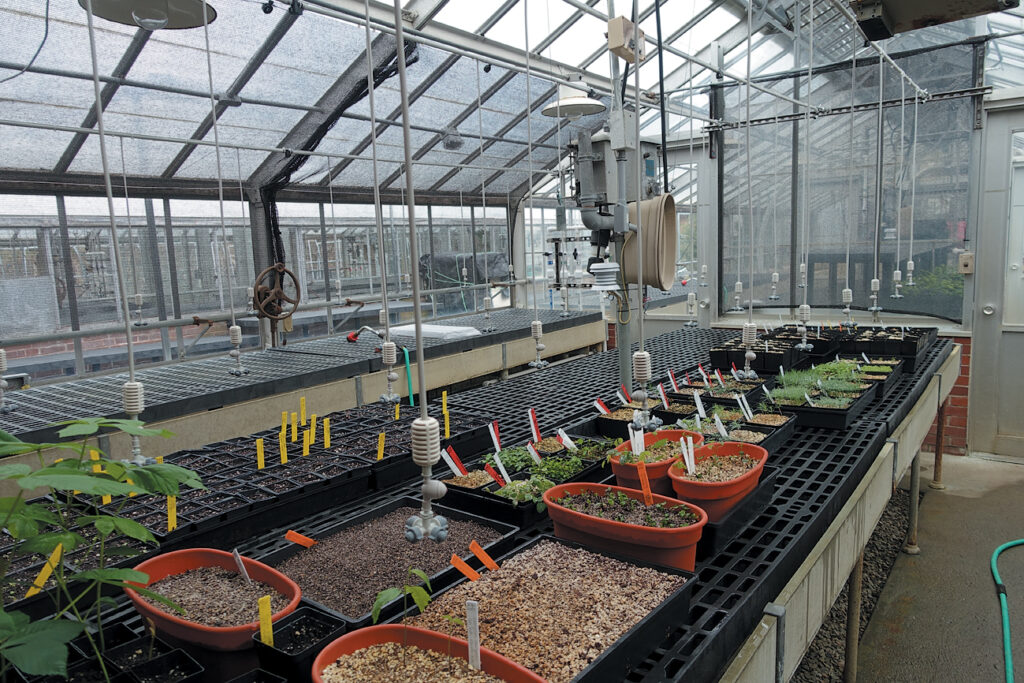 The Charles Stratton Dana Greenhouses are constructed | Arnold Arboretum