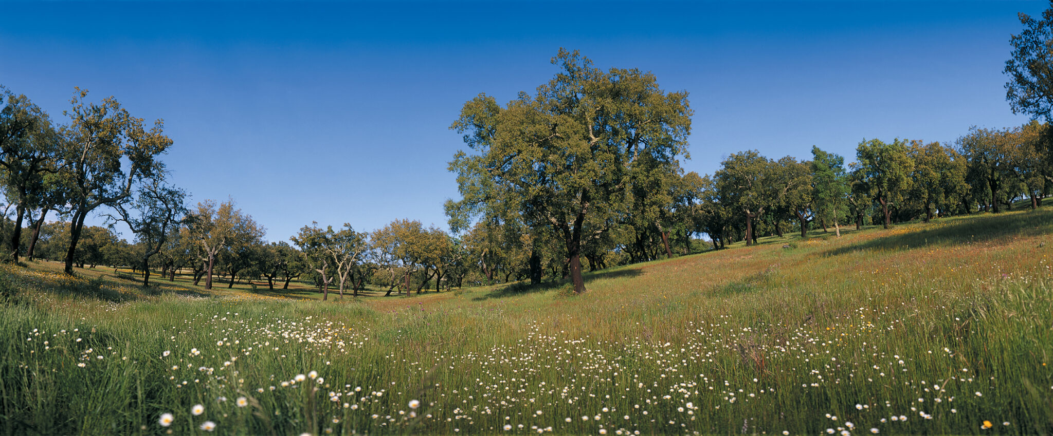 Cork: Structure, Properties, Applications - Arnold Arboretum | Arnold ...