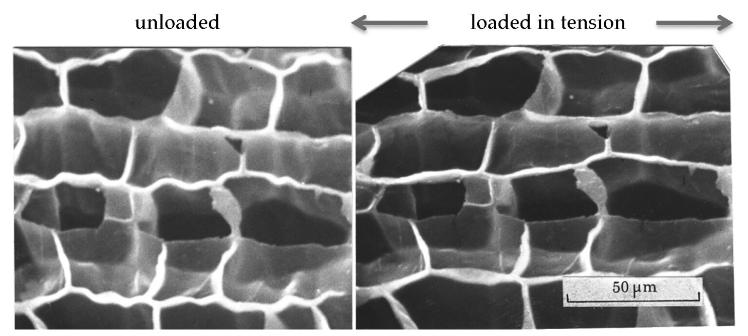 Cork: Structure, Properties, Applications - Arnold Arboretum