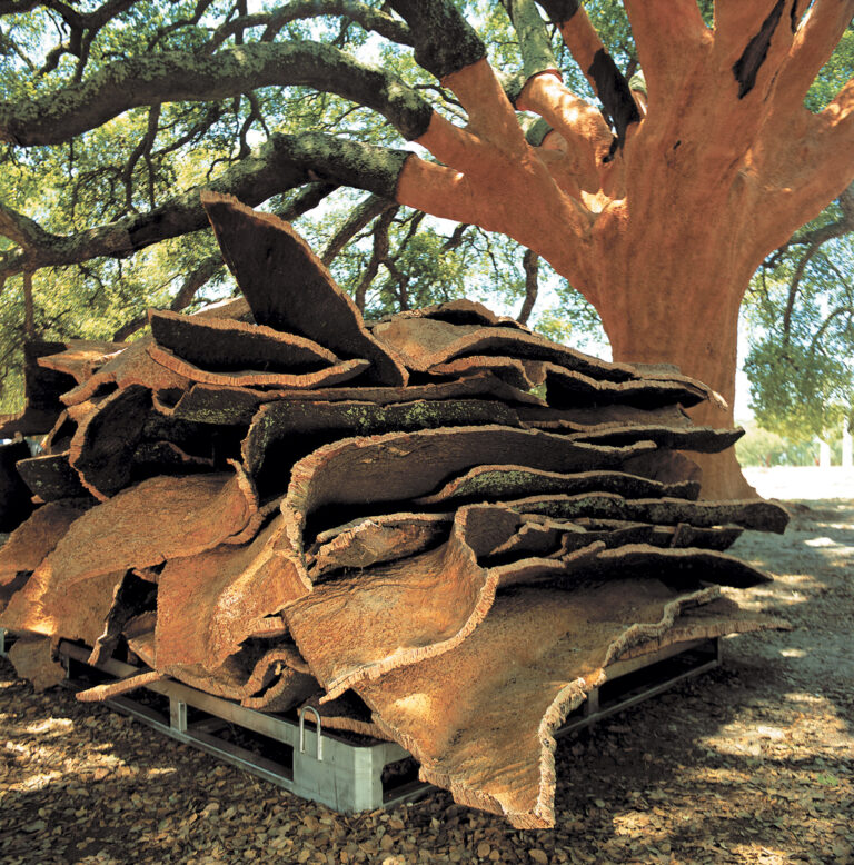 Cork: Structure, Properties, Applications - Arnold Arboretum