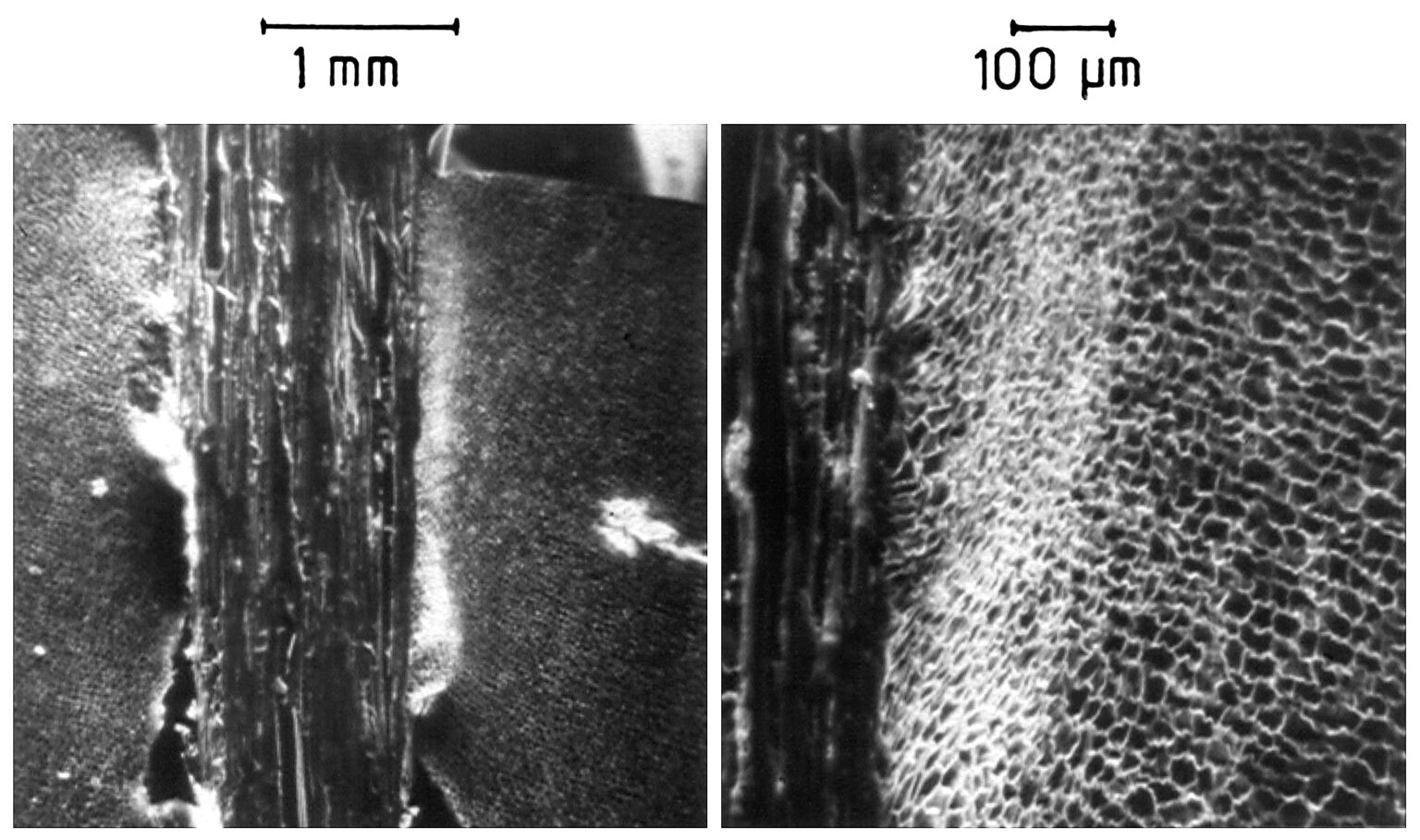 Cork: Structure, Properties, Applications - Arnold Arboretum
