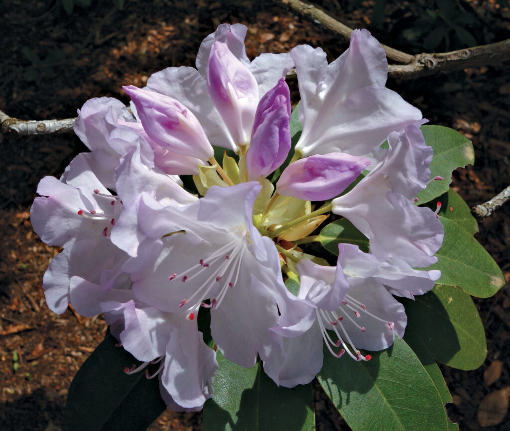 Towards Broader Adaptability of North American Deciduous Azaleas ...