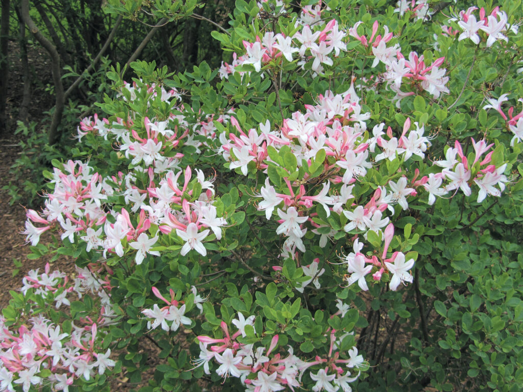 Towards Broader Adaptability of North American Deciduous Azaleas ...