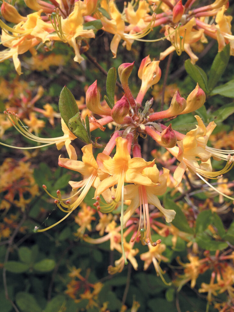 Towards Broader Adaptability of North American Deciduous Azaleas ...