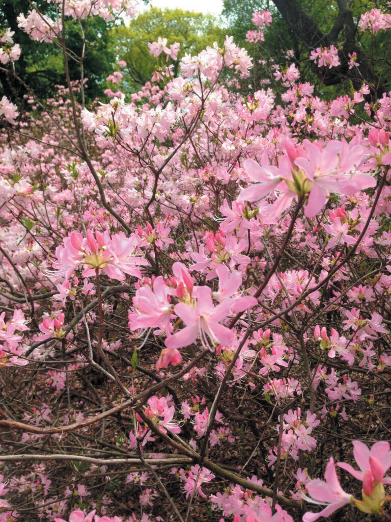 Towards Broader Adaptability of North American Deciduous Azaleas ...