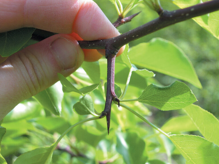 The Rise and Fall of the Ornamental Callery Pear Tree - Arnold Arboretum