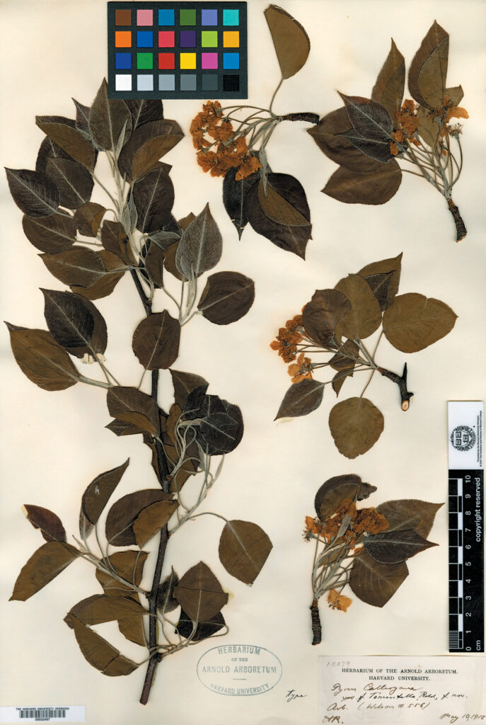 The Rise and Fall of the Ornamental Callery Pear Tree - Arnold Arboretum