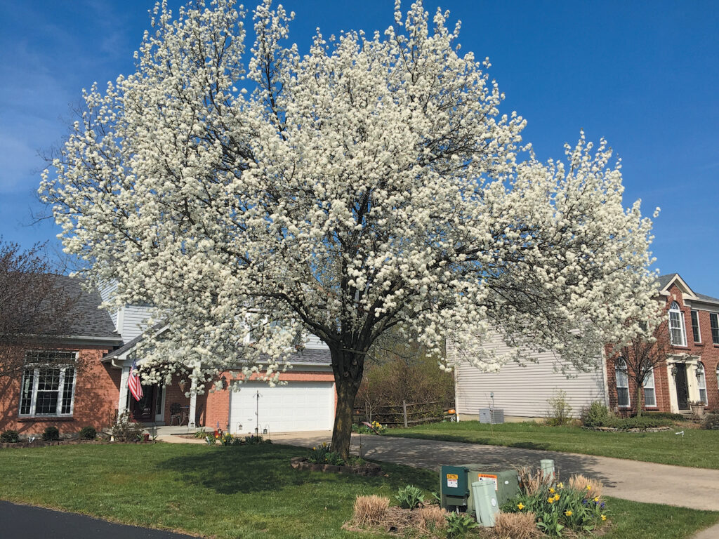 The Rise and Fall of the Ornamental Callery Pear Tree - Arnold Arboretum
