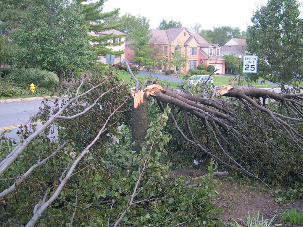 The Rise and Fall of the Ornamental Callery Pear Tree - Arnold Arboretum