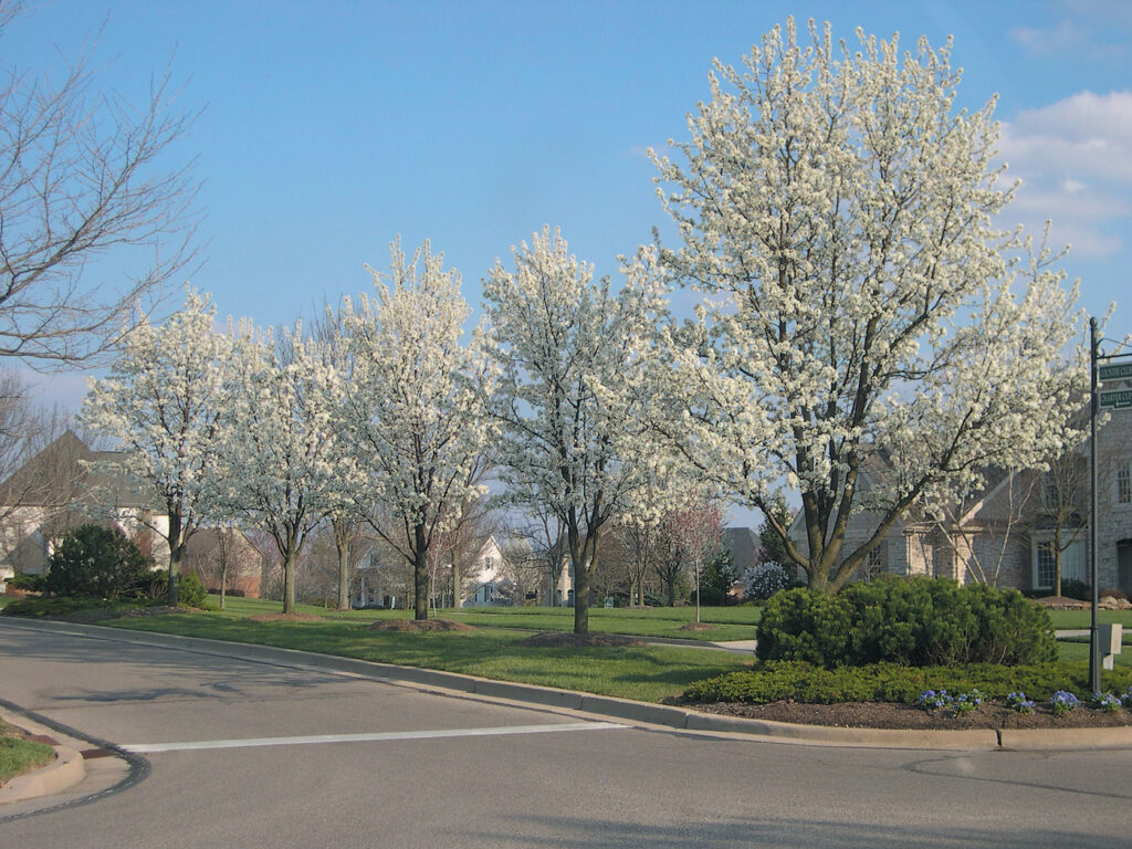 The Rise and Fall of the Ornamental Callery Pear Tree - Arnold Arboretum