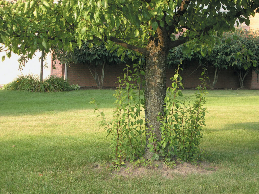The Rise and Fall of the Ornamental Callery Pear Tree - Arnold Arboretum