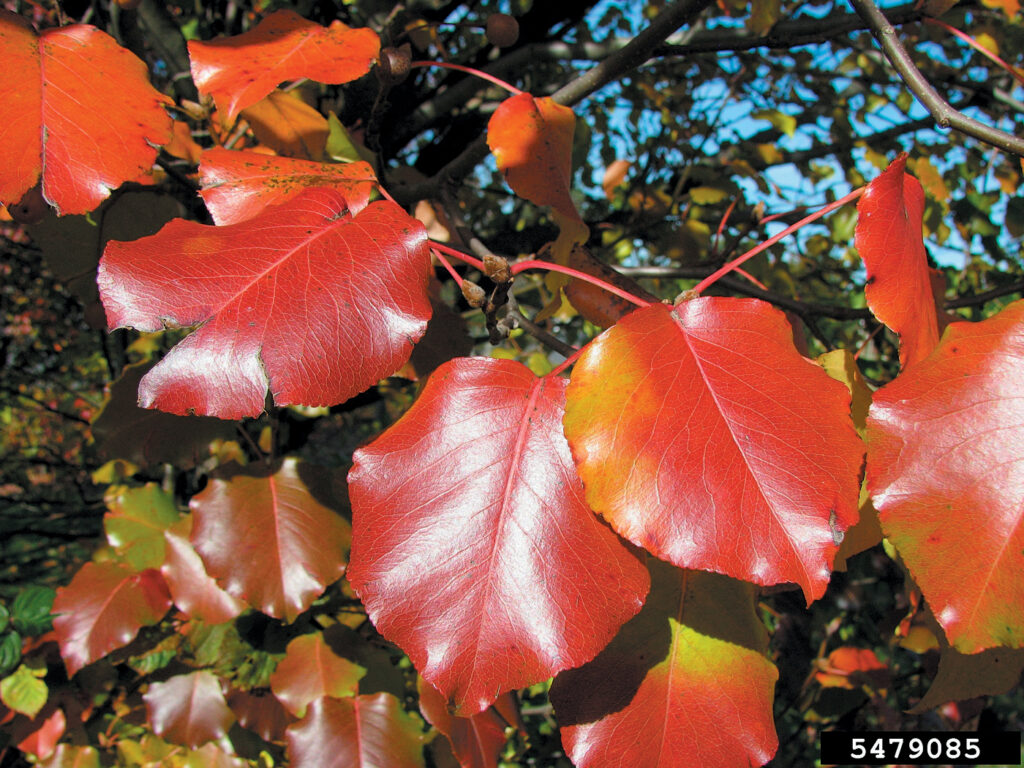 The Rise and Fall of the Ornamental Callery Pear Tree - Arnold Arboretum