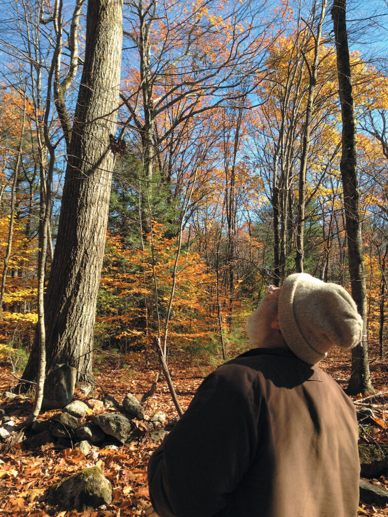 Witness Tree: What a Single, 100-Year-Old Oak Tells Us About Climate ...