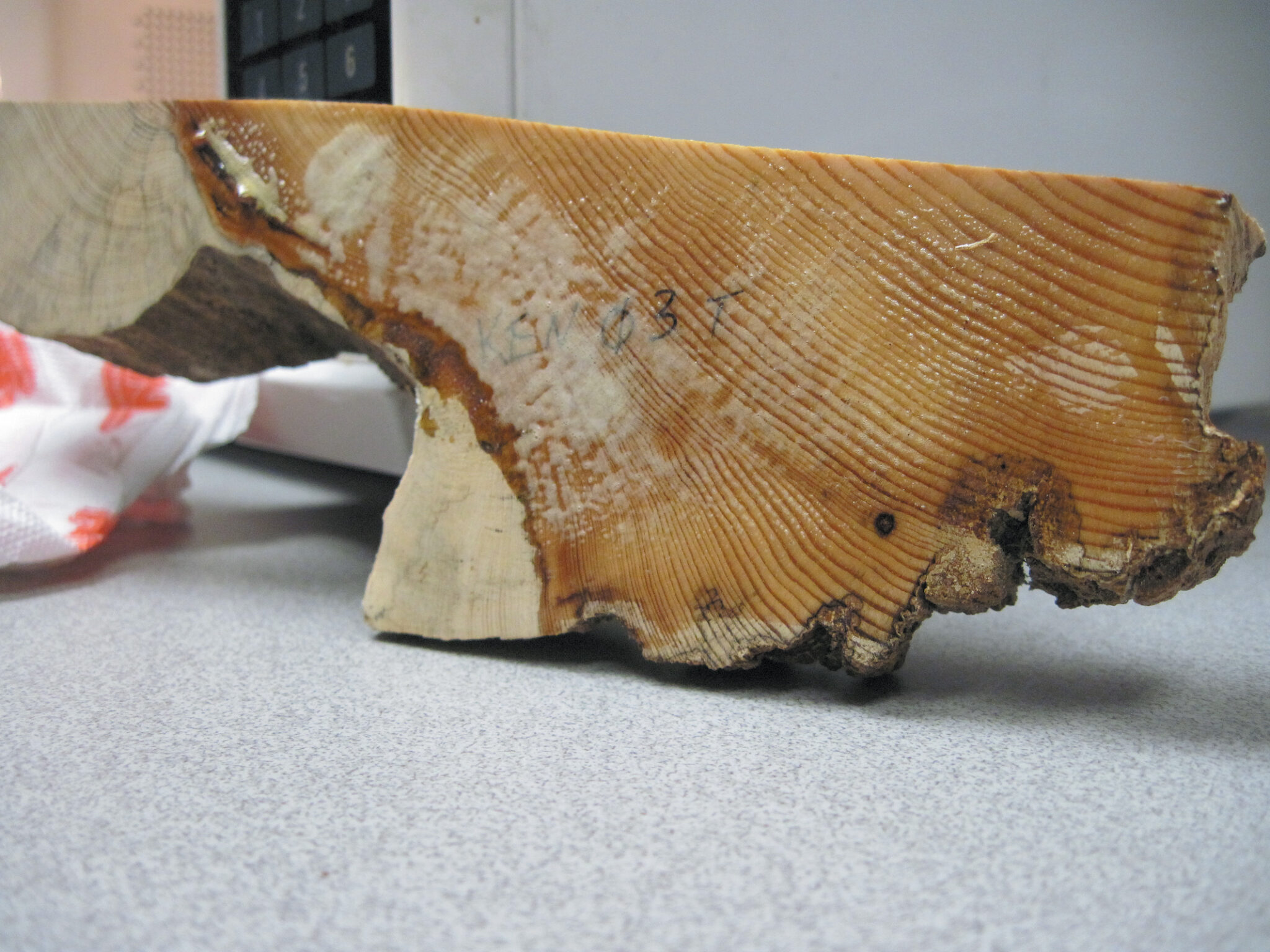 Plant Exudates and Amber: Their Origin and Uses - Arnold Arboretum