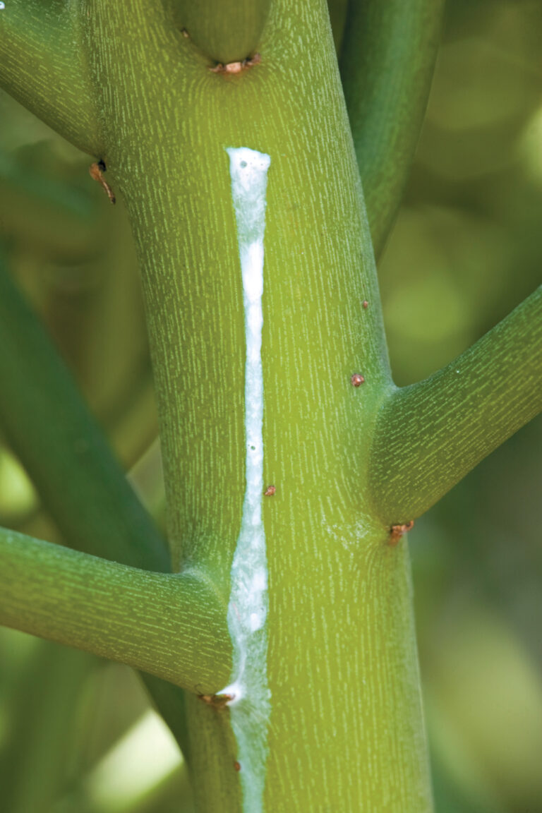 Plant Exudates and Amber: Their Origin and Uses - Arnold Arboretum