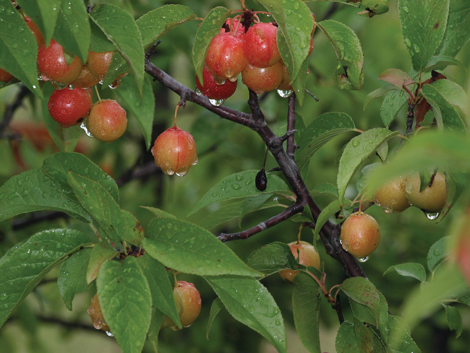 Recalling Plums from the Wild - Arnold Arboretum