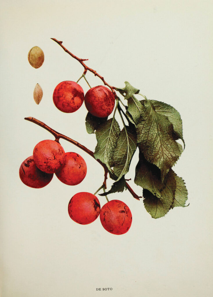 Recalling Plums from the Wild - Arnold Arboretum