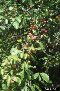 Recalling Plums from the Wild - Arnold Arboretum
