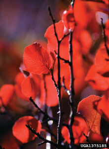 Recalling Plums from the Wild - Arnold Arboretum