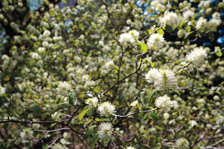 Shrubs and the Pollinators Who Love Them - Arnold Arboretum
