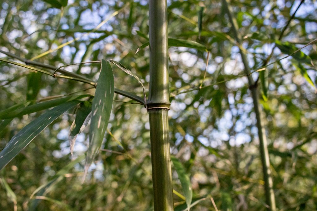 Bamboo Sprawl - Arnold Arboretum | Arnold Arboretum