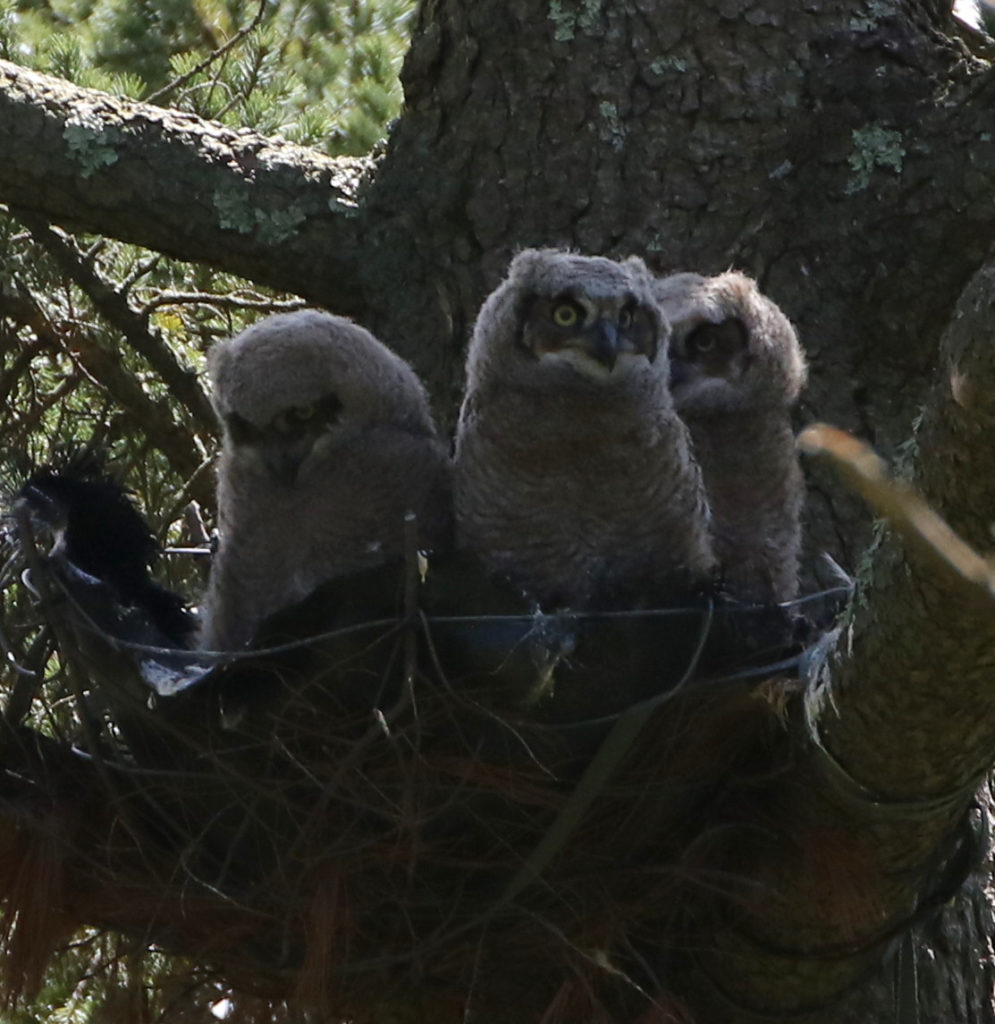 Life in the Landscape: Great Horned Owls - Arnold Arboretum | Arnold ...