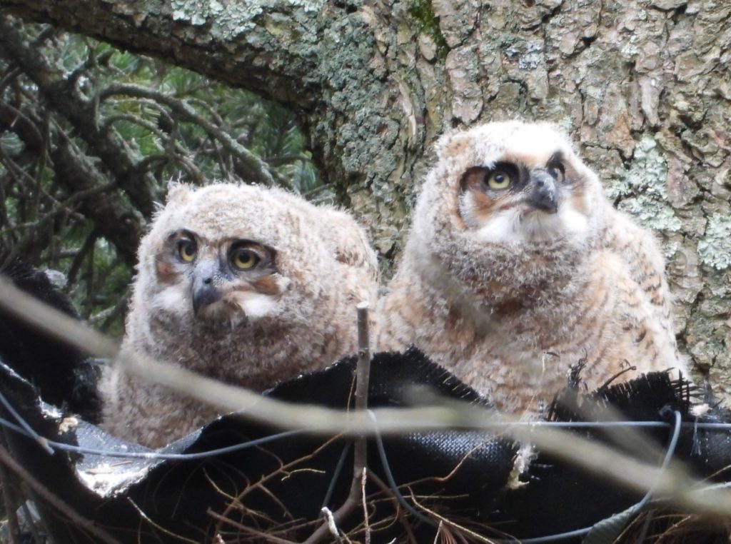 Life in the Landscape: Great Horned Owls - Arnold Arboretum | Arnold ...