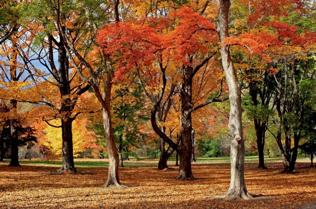 Maple Collection - Arnold Arboretum