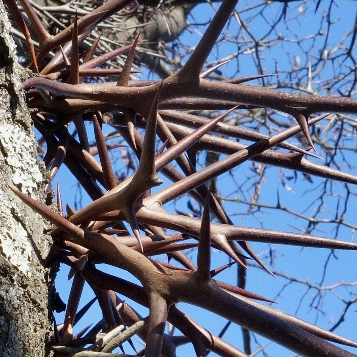Director's Tour - Arnold Arboretum | Arnold Arboretum
