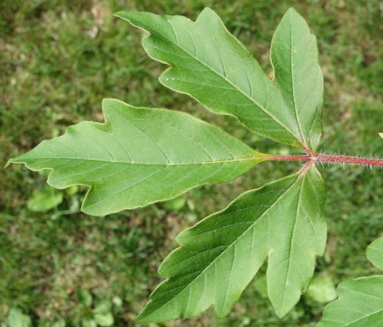 Paperbark Maple - Arnold Arboretum