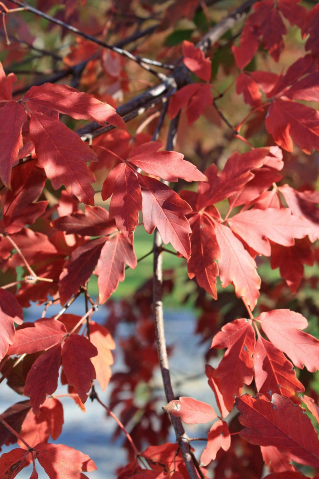 Paperbark Maple - Arnold Arboretum