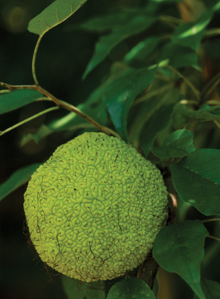 Maclura pomifera: Neither Apple Nor Orange - Arnold Arboretum