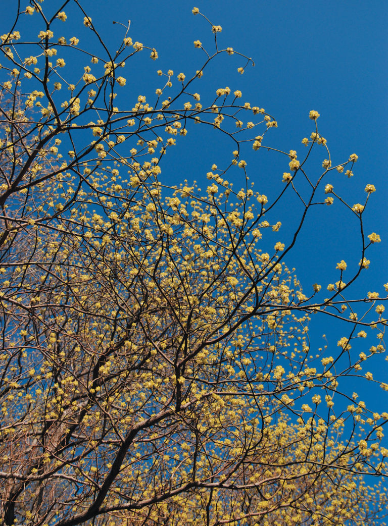 Through the Seasons with Sassafras - Arnold Arboretum