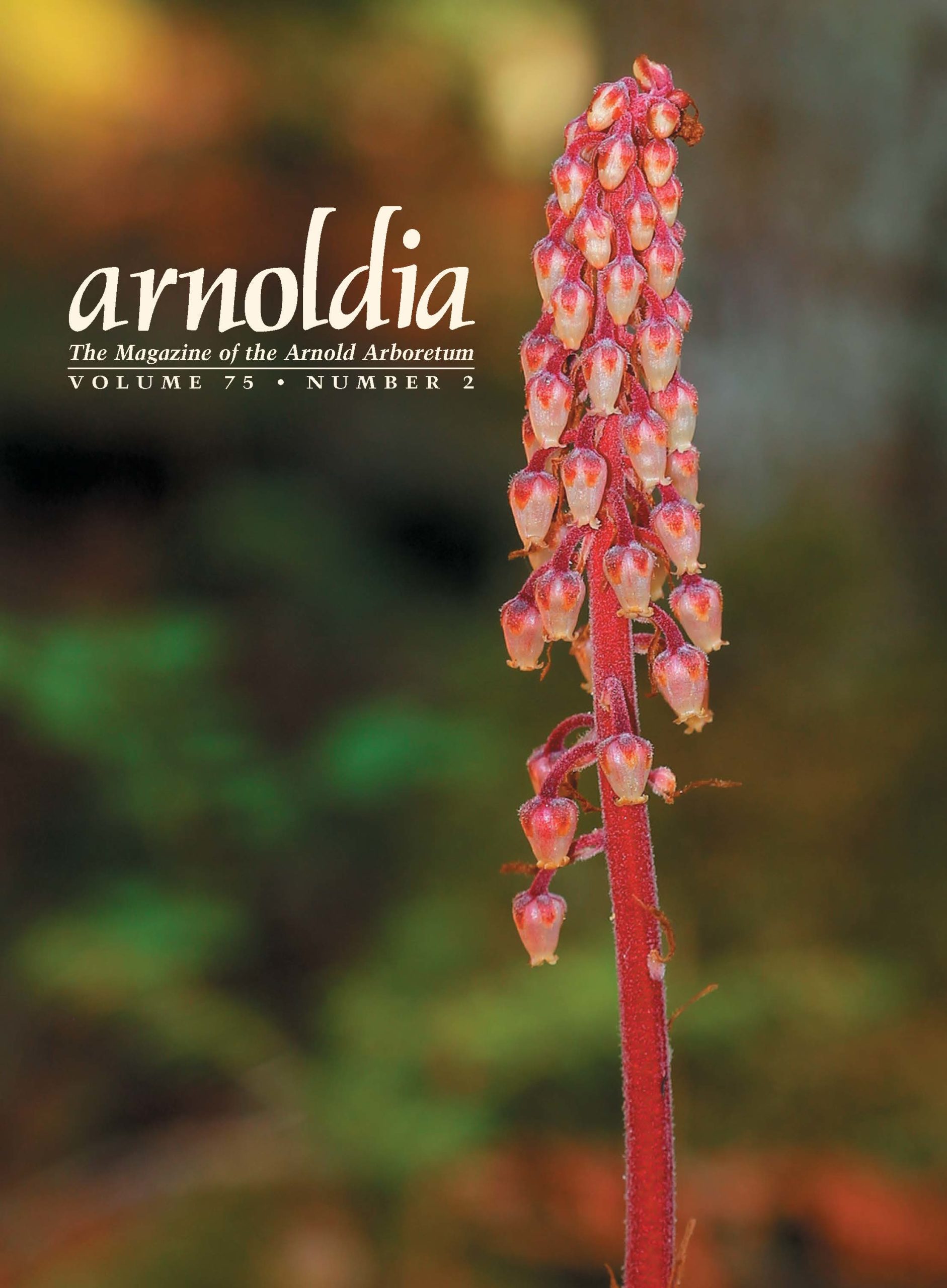 Arnoldia | Arnold Arboretum