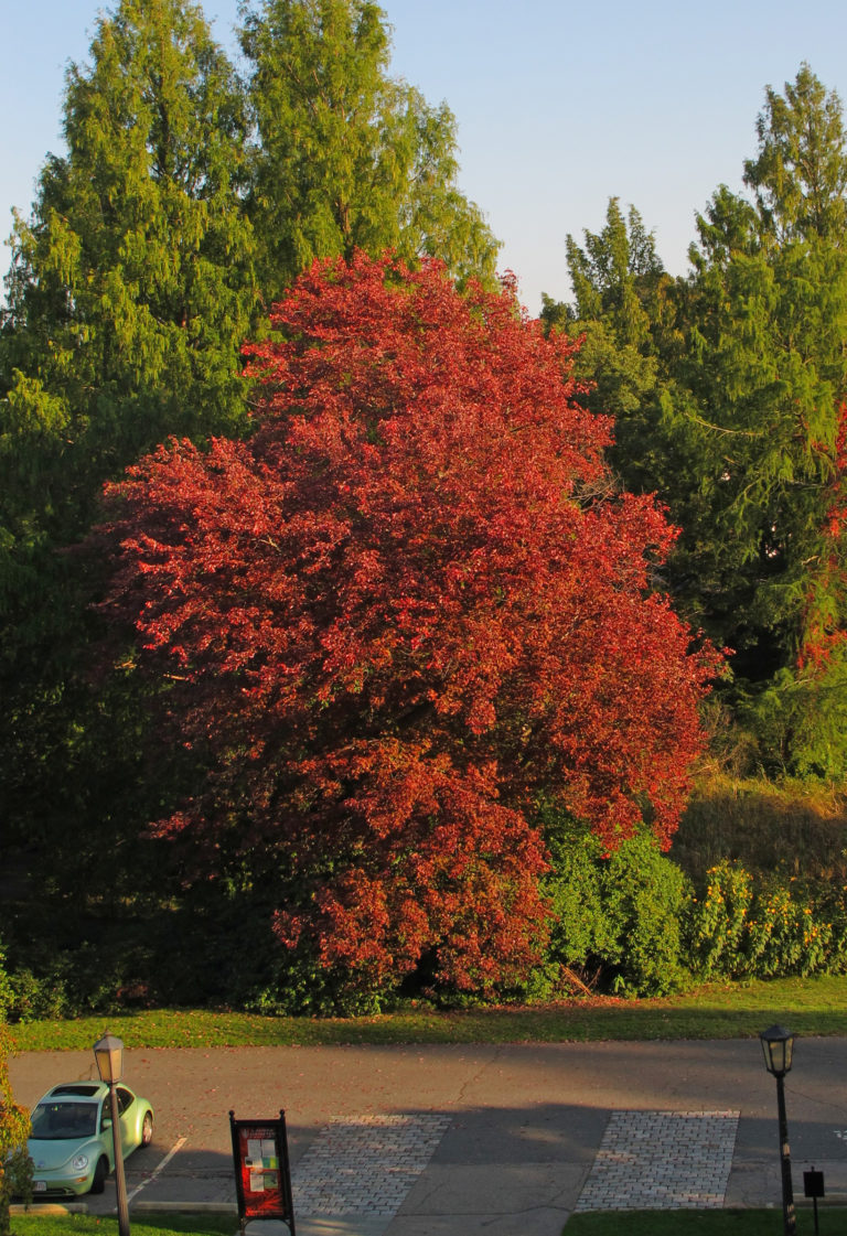 Spring reboot for autumn's harbinger - Arnold Arboretum