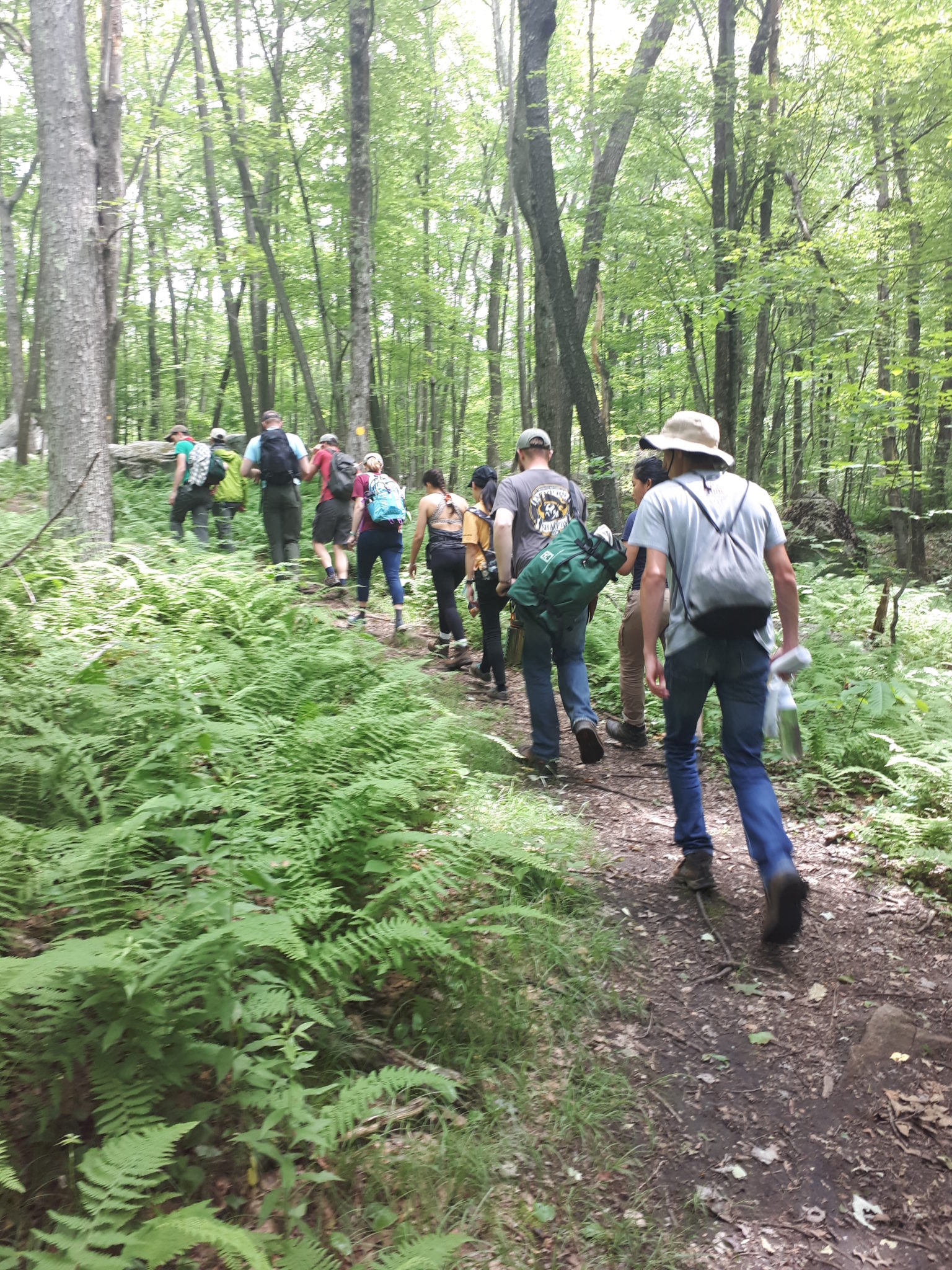 2019 Hunnewell Interns camp and collect in the wild - Arnold Arboretum