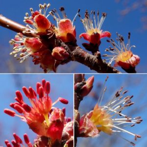 Red and Silver Maples, and Their Hybrid in Flower Now - Arnold ...