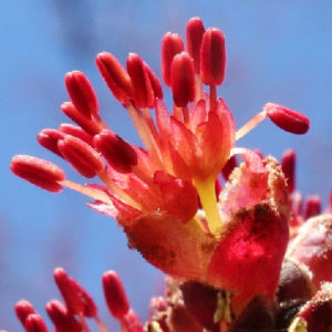 Red and Silver Maples, and Their Hybrid in Flower Now - Arnold Arboretum