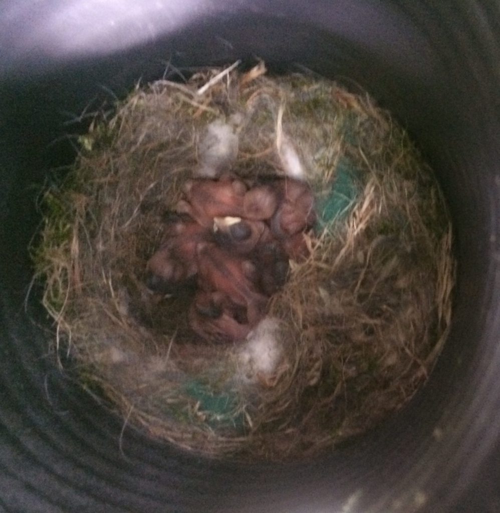 Black-capped chickadees, from egg to airborne - Arnold Arboretum ...