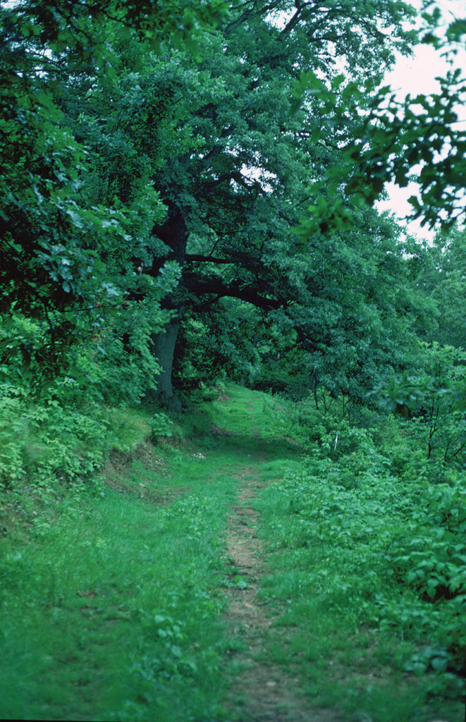 Walkways to Biodiversity - Arnold Arboretum | Arnold Arboretum